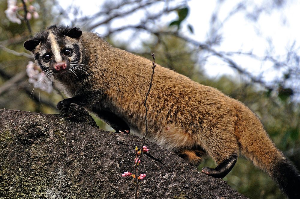 JAPAN FAUNA 10 Foto & Bild | tiere, wildlife, säugetiere Bilder auf ...