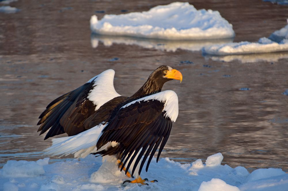 JAPAN FAUNA 23 Foto & Bild | asia, japan, tiere Bilder auf fotocommunity