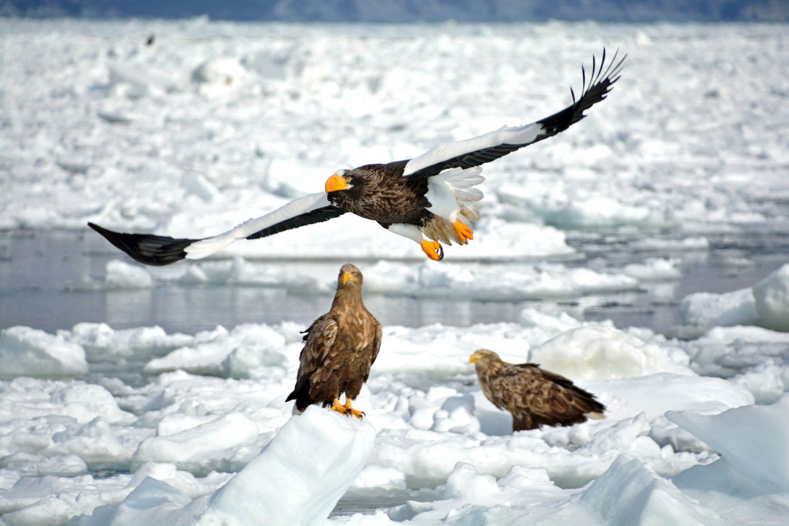 JAPAN FAUNA 24 Foto & Bild | asia, japan, tiere Bilder auf fotocommunity