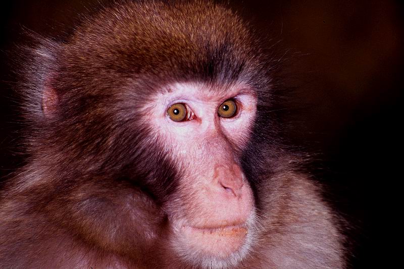 Japan-Makake Portrait Foto & Bild | tiere, zoo, wildpark & falknerei ...