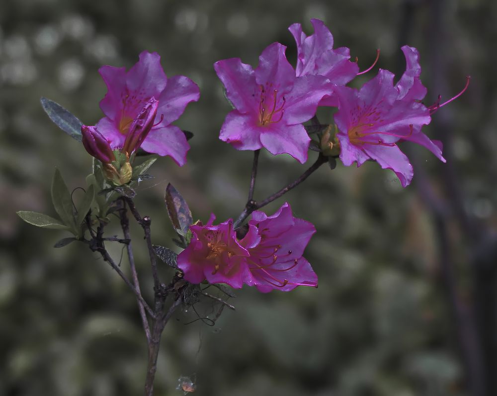 japanische Azaleen Foto & Bild | frühling, natur, blüten Bilder auf ...