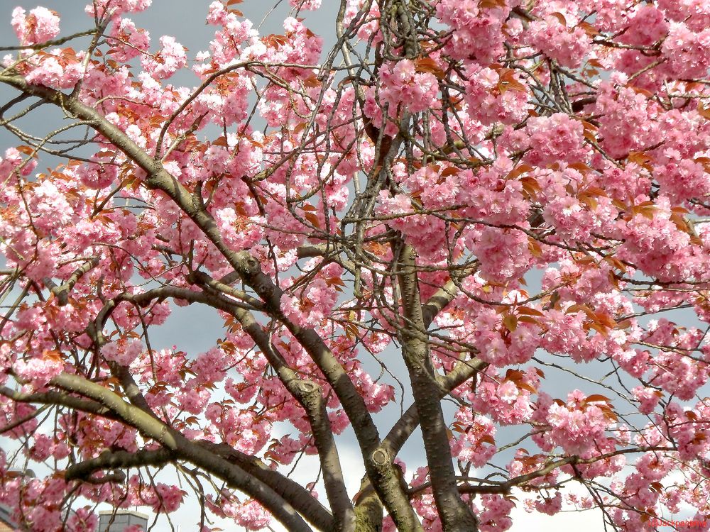 Japanische Kirschbäume in Blüte (4) Foto & Bild | landschaft, natur u ...