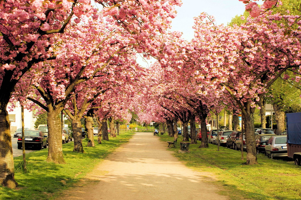 Japanische - Kirschblüten Foto & Bild | jahreszeiten, frühling, natur ...