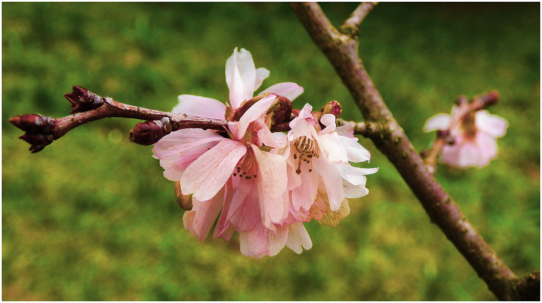 Japanische Kirsche Foto & Bild | natur, pflanzen, japan. kirsche Bilder ...