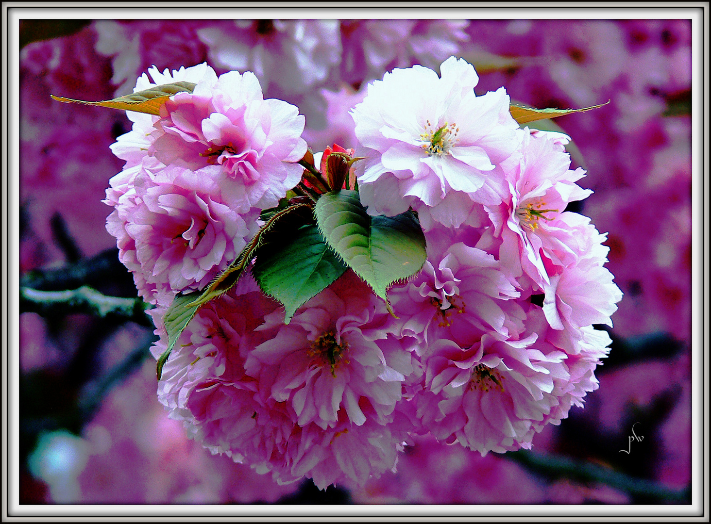 Japanische Kirsche ? Foto & Bild | jahreszeiten, frühling, natur Bilder ...