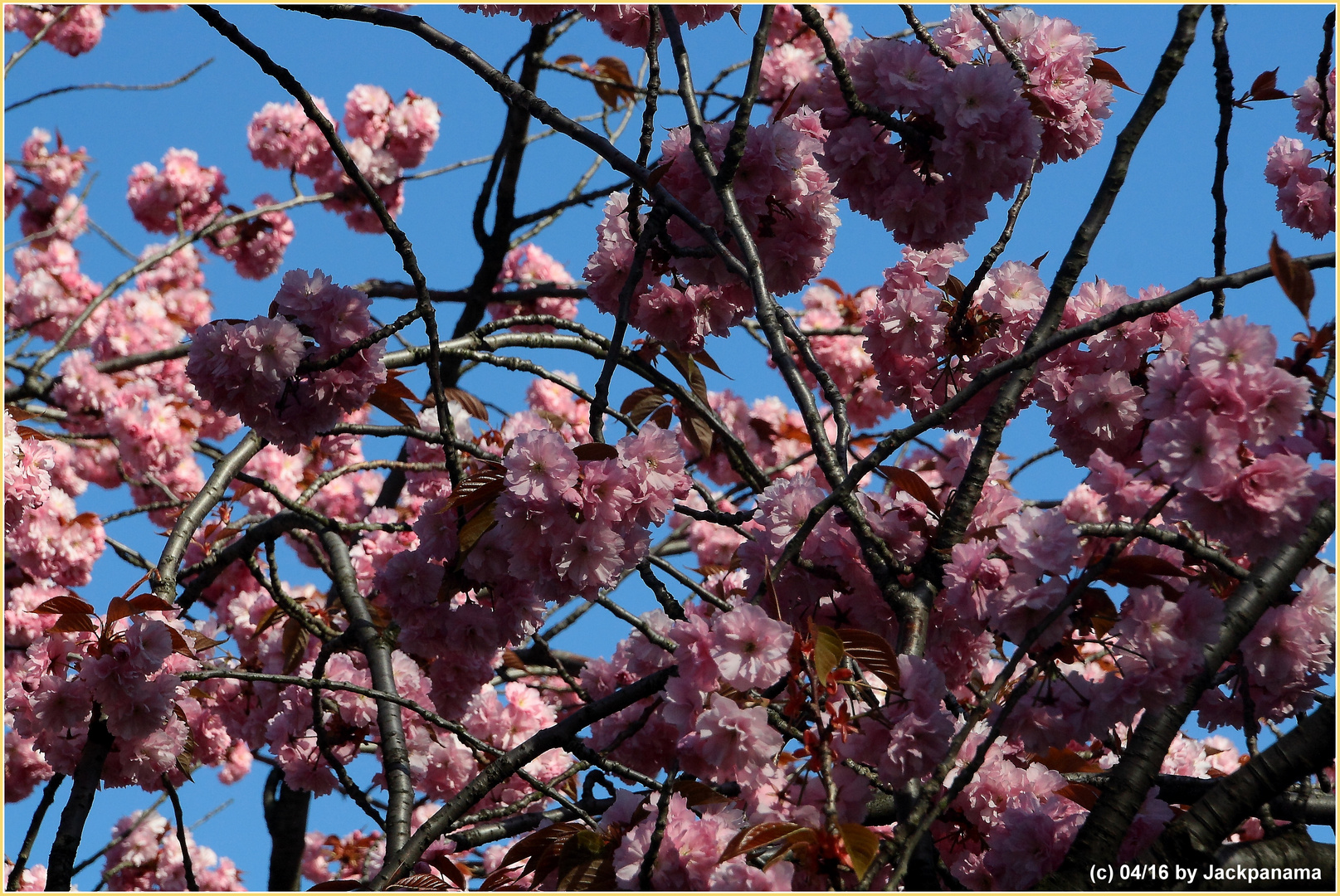 Japanische Kirsche in voller Blüte Foto & Bild | pflanzen, pilze ...