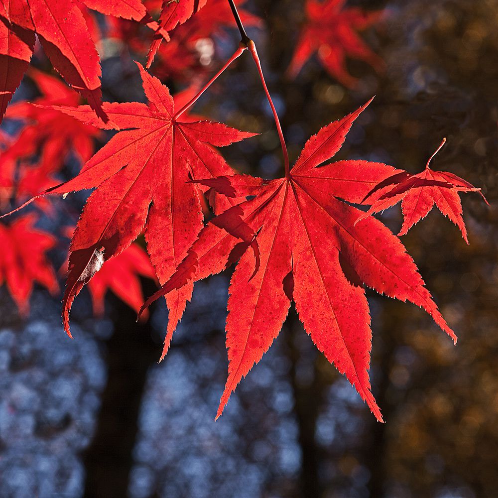 Japanischer Ahorn Foto & Bild | archiv projekte naturchannel ...