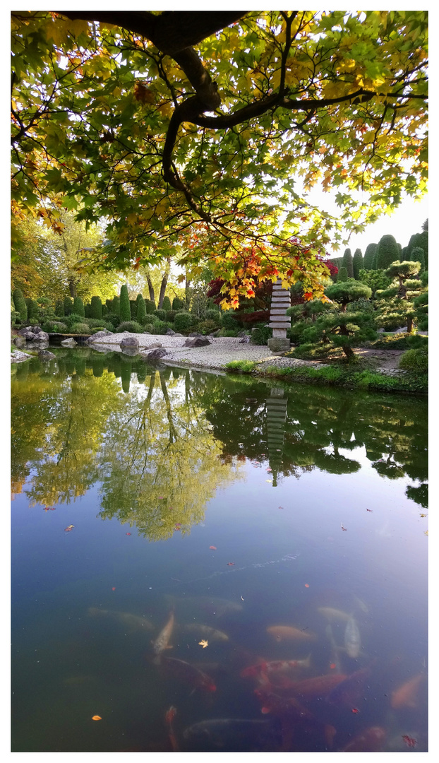 Japanischer Garten in der Rheinaue in Bonn Foto & Bild | deutschland ...