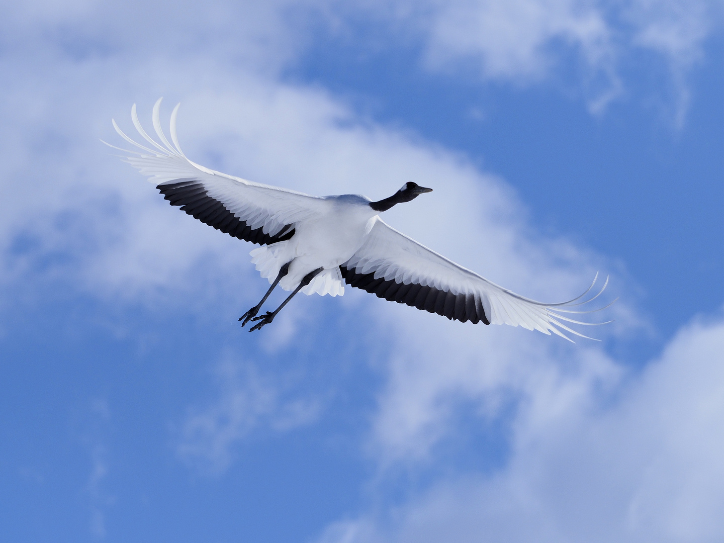 Japanischer Kranich Foto & Bild | asia, japan, east asia Bilder auf ...