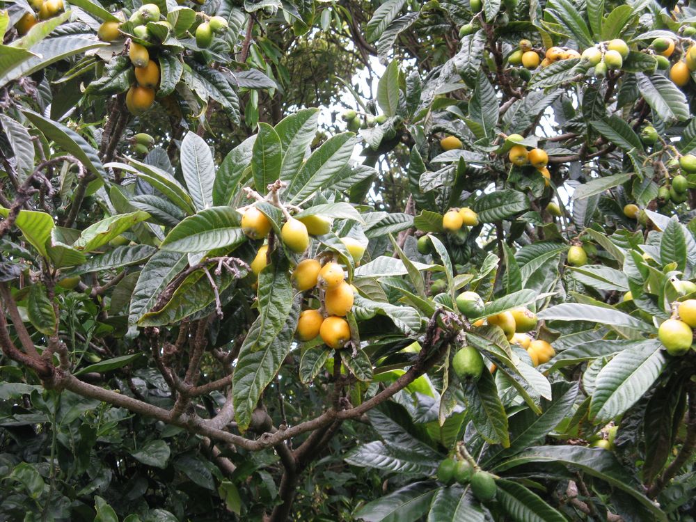 Japanischer Mispelbaum / Loquate / Wollmispel Foto & Bild | europe ...