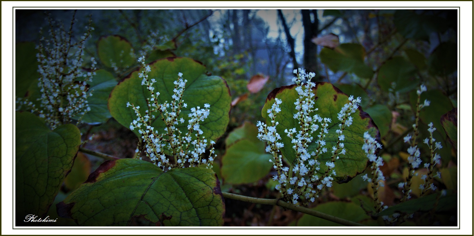 Japanischer Staudenknöterich Foto & Bild | spezial, natur, pflanzen ...