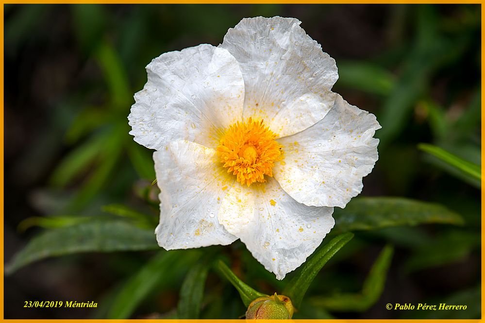 Jara 2 Imagen & Foto | estaciones del año, primavera, flores Fotos de ...