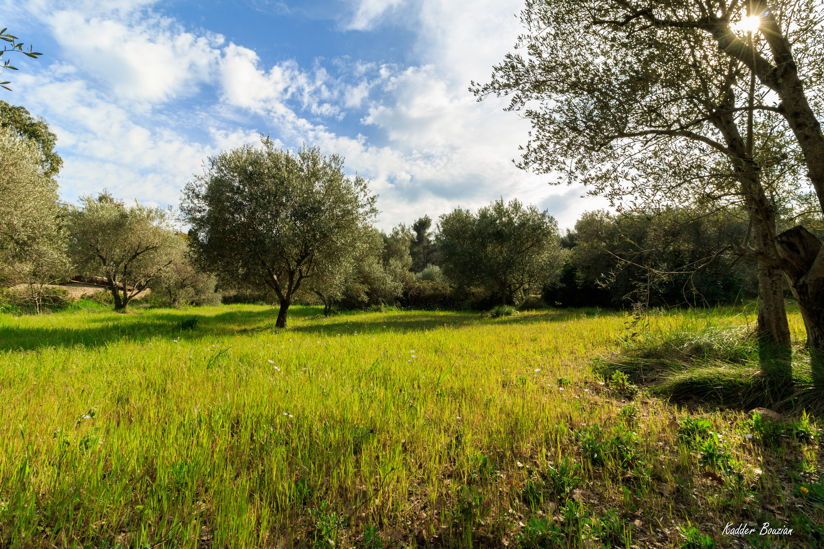 jardin au soleil photo et image | jardins, sun, printemps Images ...