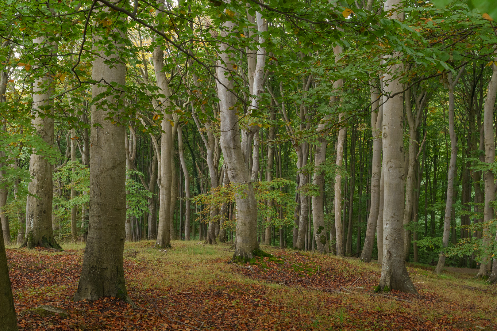 Jasmund Nationalpark Foto & Bild | landschaft, natur Bilder auf ...