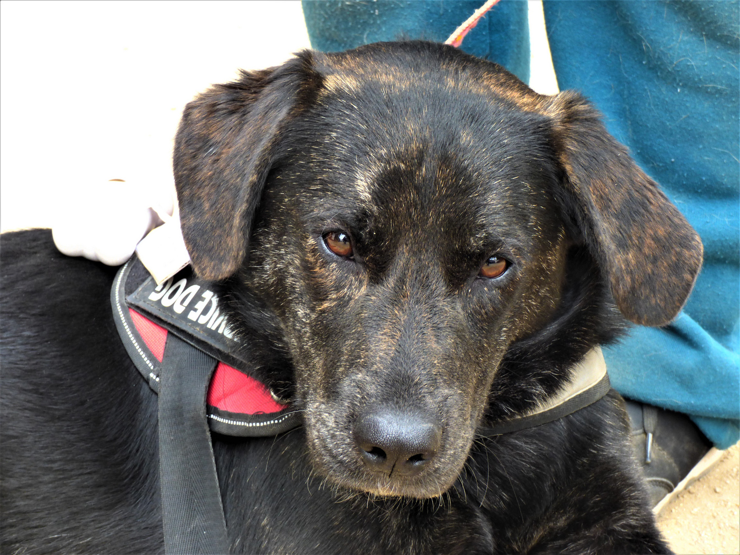 Jaspi (en un refugio, Chile) Imagen & Foto | fotos, nature, world Fotos ...