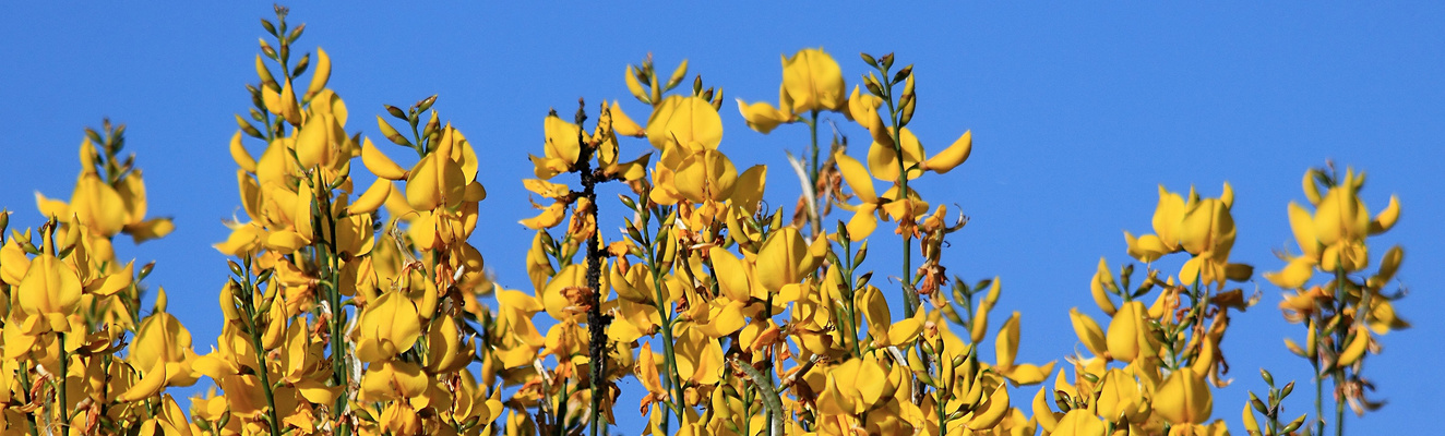 Fleurs Images & Photos