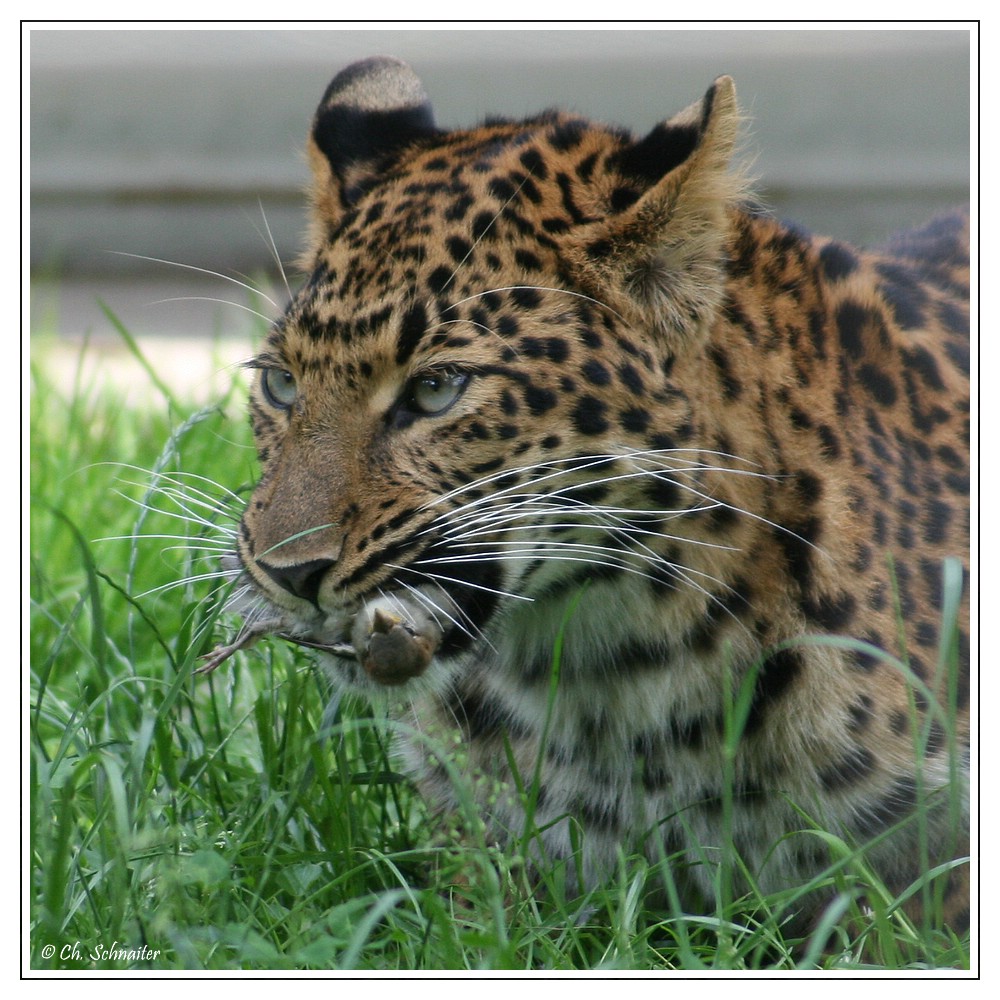 Java-Leo mit Snack Foto & Bild | tiere, zoo, wildpark & falknerei ...