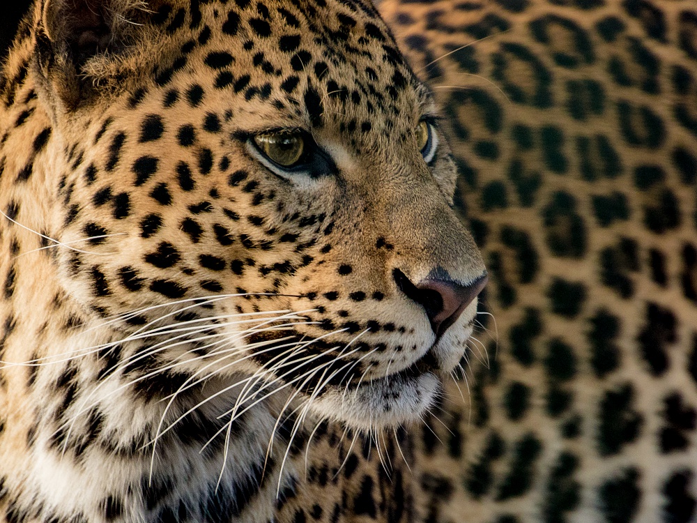 Java-Leopard Foto & Bild | natur, zoo, tiere Bilder auf fotocommunity