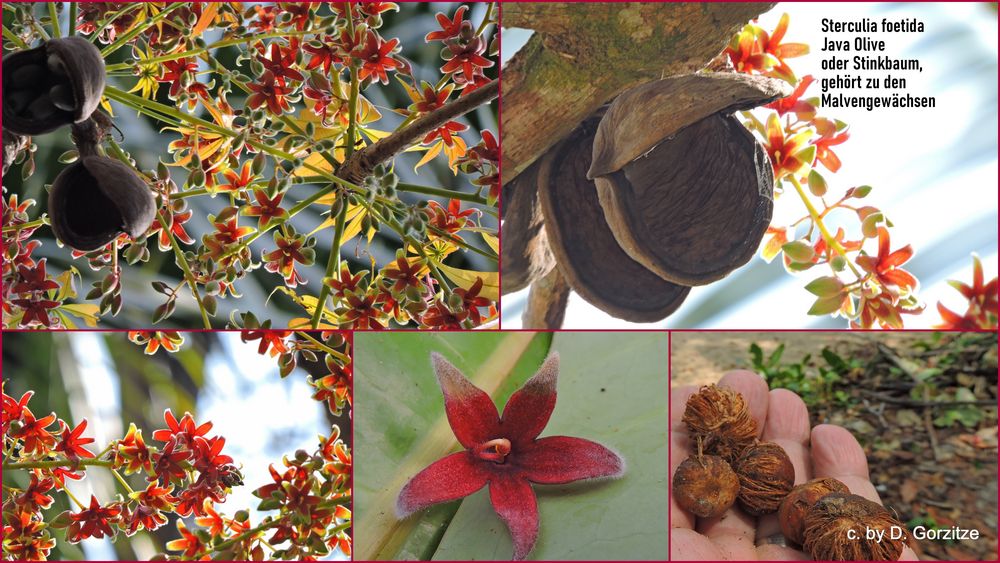 Java Olive oder Stinkbaum! Foto & Bild | asia, thailand, fotokunst ...