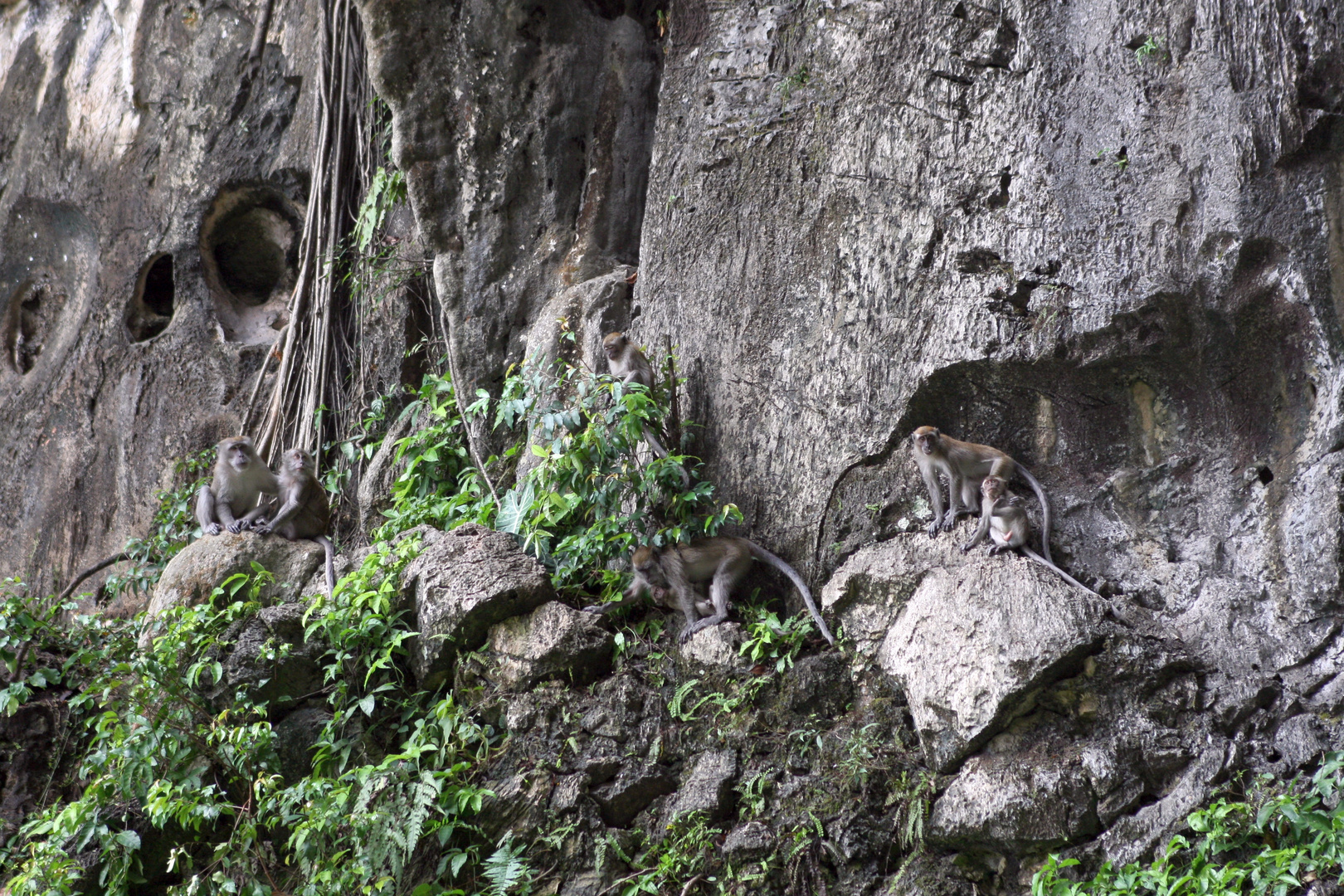 Javaneraffen Foto & Bild | asia, malaysia, tiere Bilder auf fotocommunity