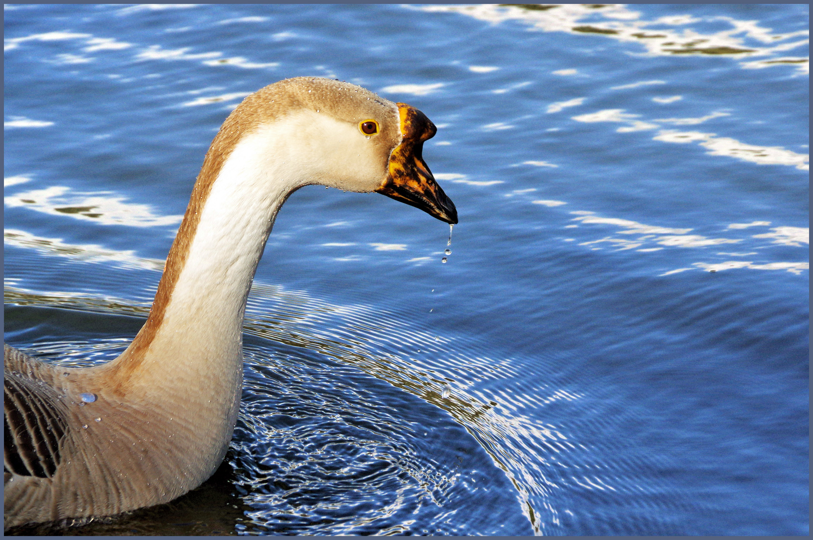 je bave ....et je dis qu il pleut !!!! Foto % Immagini| nature, animaux ...