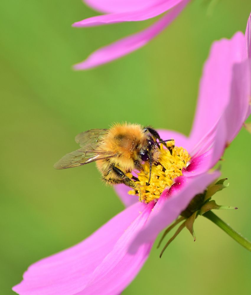 je butine ! photo et image | proxy et macro, france, nature Images ...