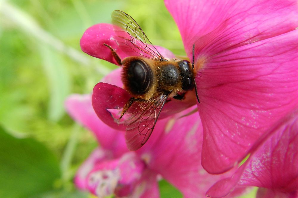 je butine photo et image | la nature Images fotocommunity