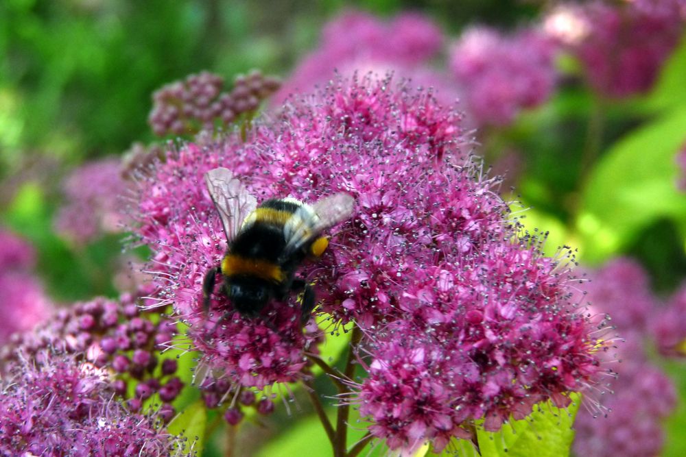 je butine photo et image | macro nature, macro insectes, les butineuses ...