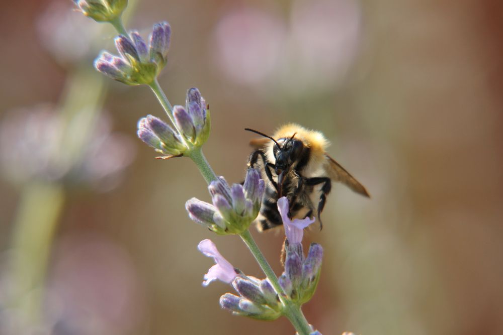 je butine. photo et image | macro nature, macro insectes, les ...