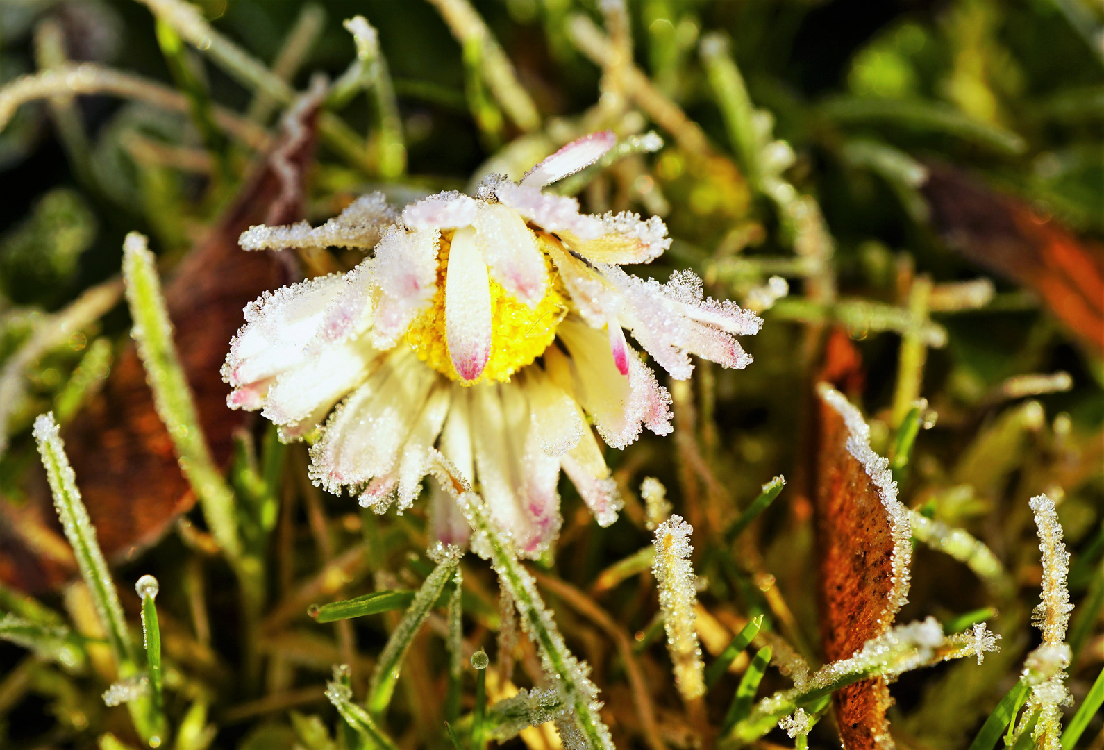 Je grelotte.... photo et image | animations photographiques, les ...