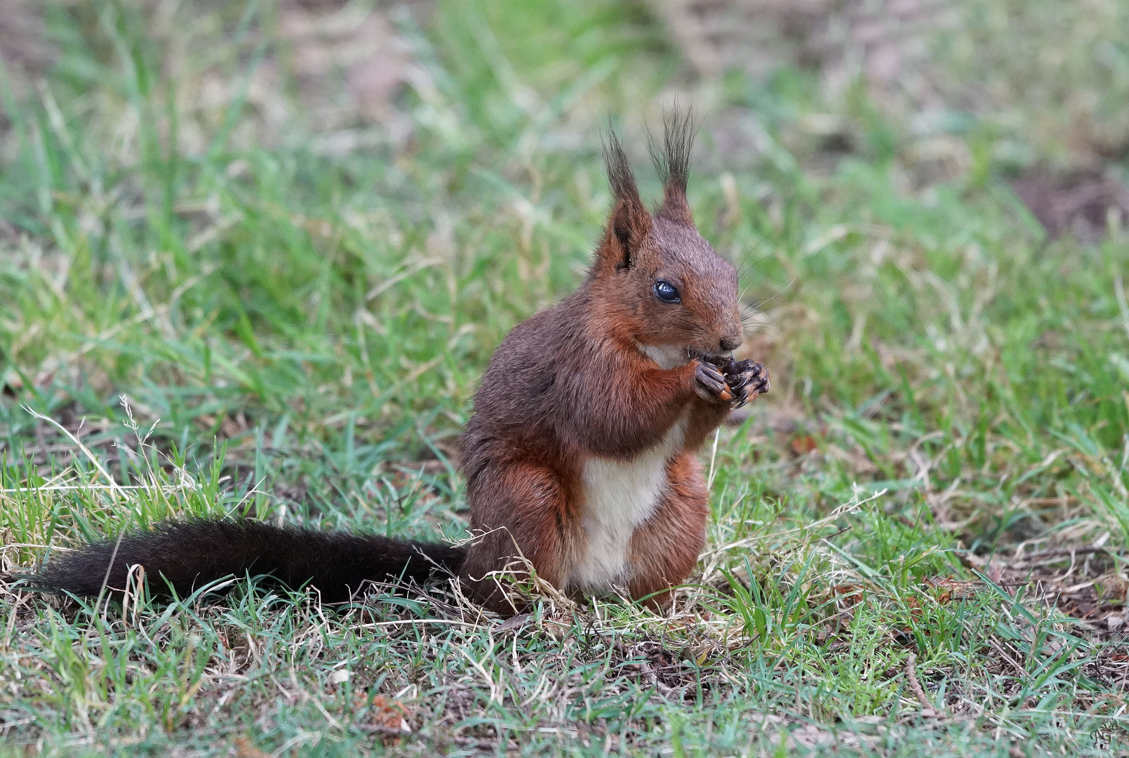 Je grignote.... photo et image | nature, animaux, oiseaux Images ...