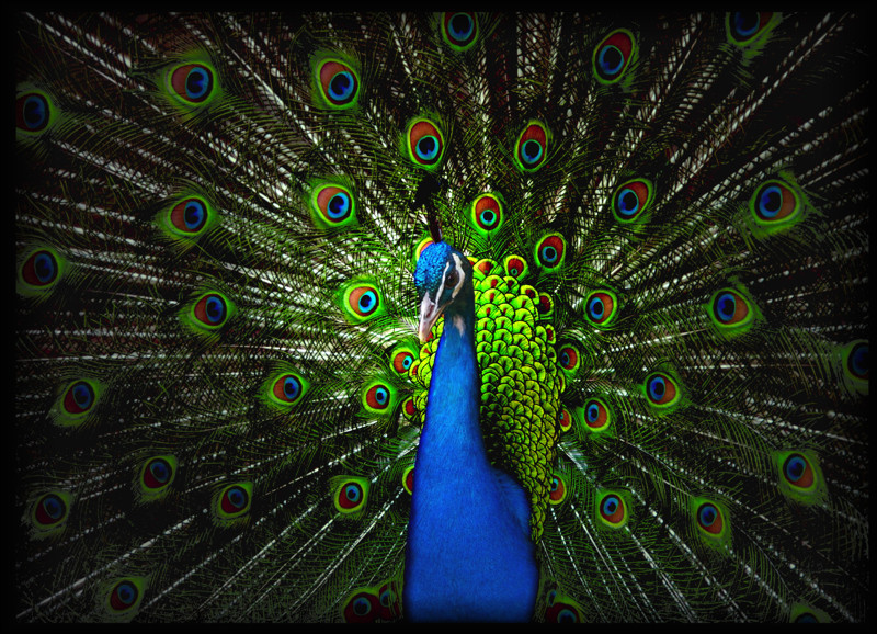 Je größer der Pfau sein Rad schlägt... Foto & Bild | tiere, wildlife ...