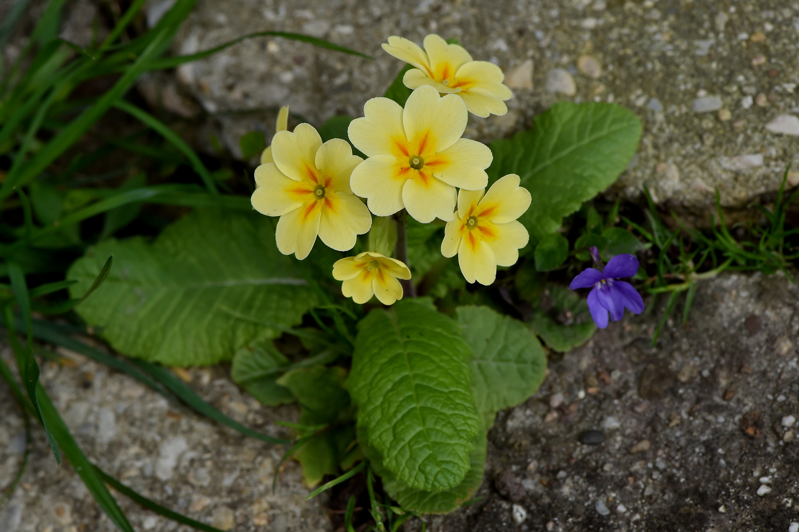 Jede Ritze wird genutzt Foto & Bild | pflanzen, pilze & flechten ...