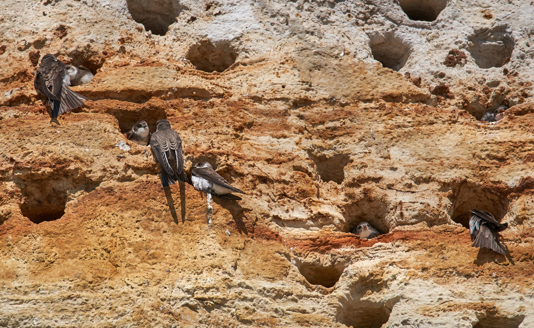 Jeder ist mal an der Reihe.... Foto & Bild | tiere, wildlife, wild ...