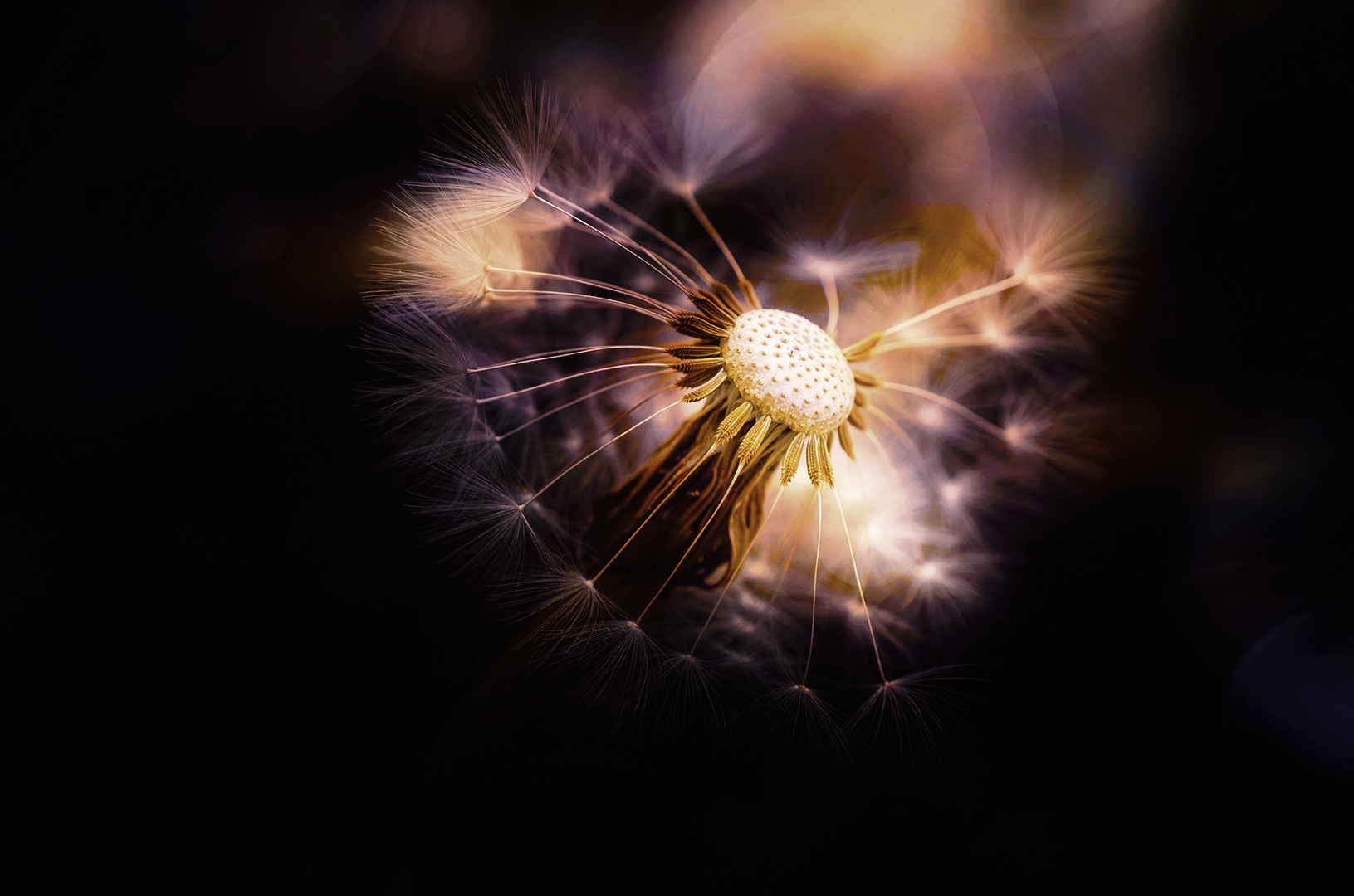 Jeder Traum beginnt mit einem Wunsch Foto & Bild | frühling, natur ...