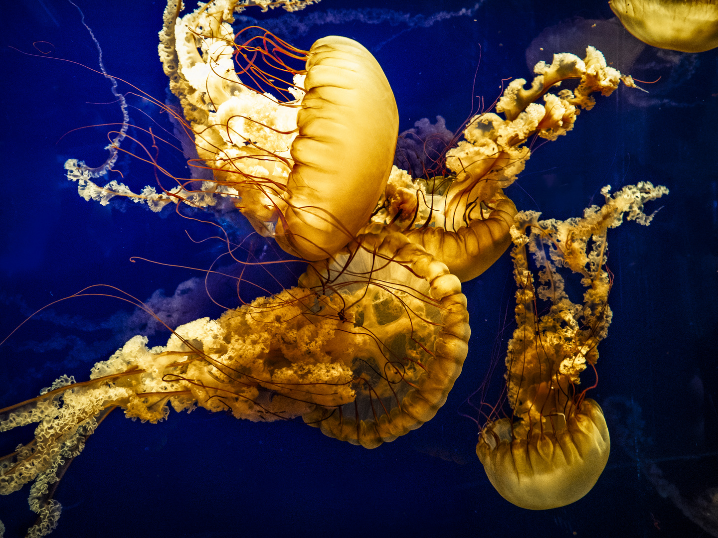 Jelly-Dance Foto & Bild | monatswettbewerbe natur, 08 - quallen, 2018 ...