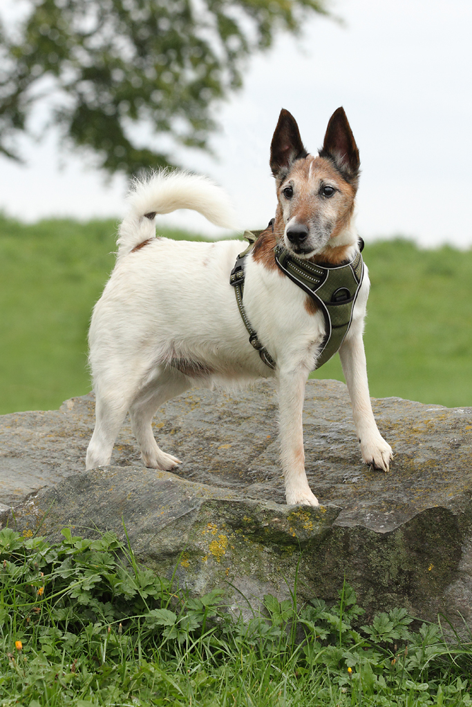 Jerry, der Fels in der Brandung Foto & Bild | tiere, haustiere, hunde ...