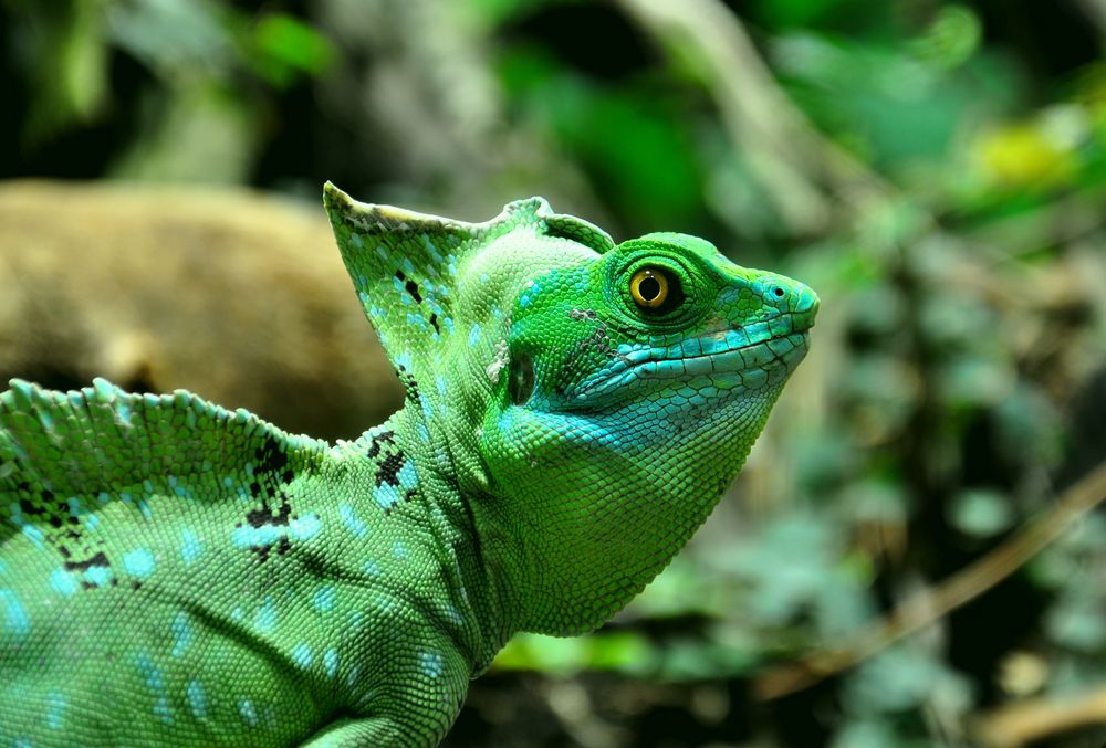 Jesus-Echse Foto & Bild | tiere, zoo, wildpark & falknerei, amphibien ...