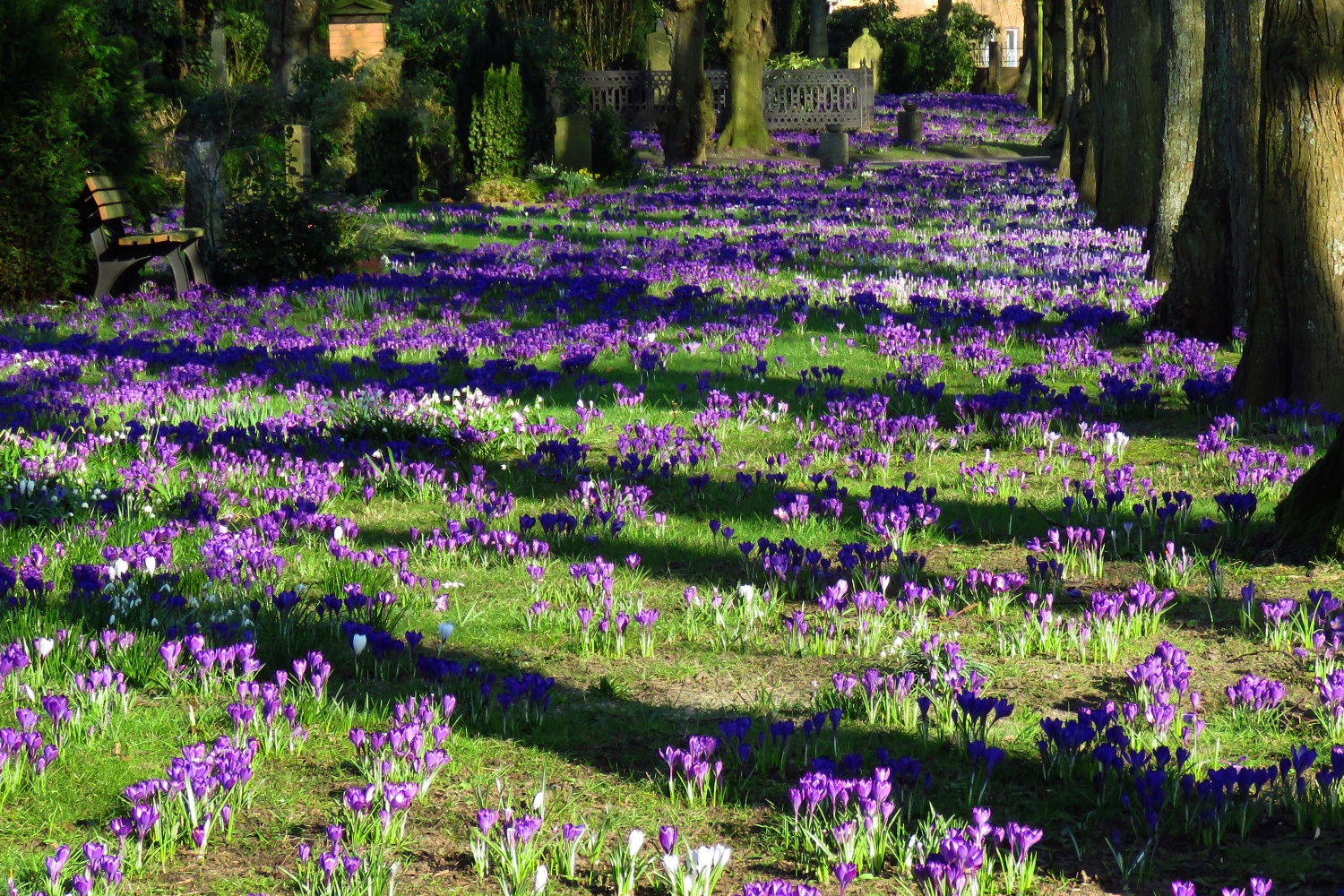 Jetzt aber Foto & Bild | fotos, natur, krokus Bilder auf fotocommunity