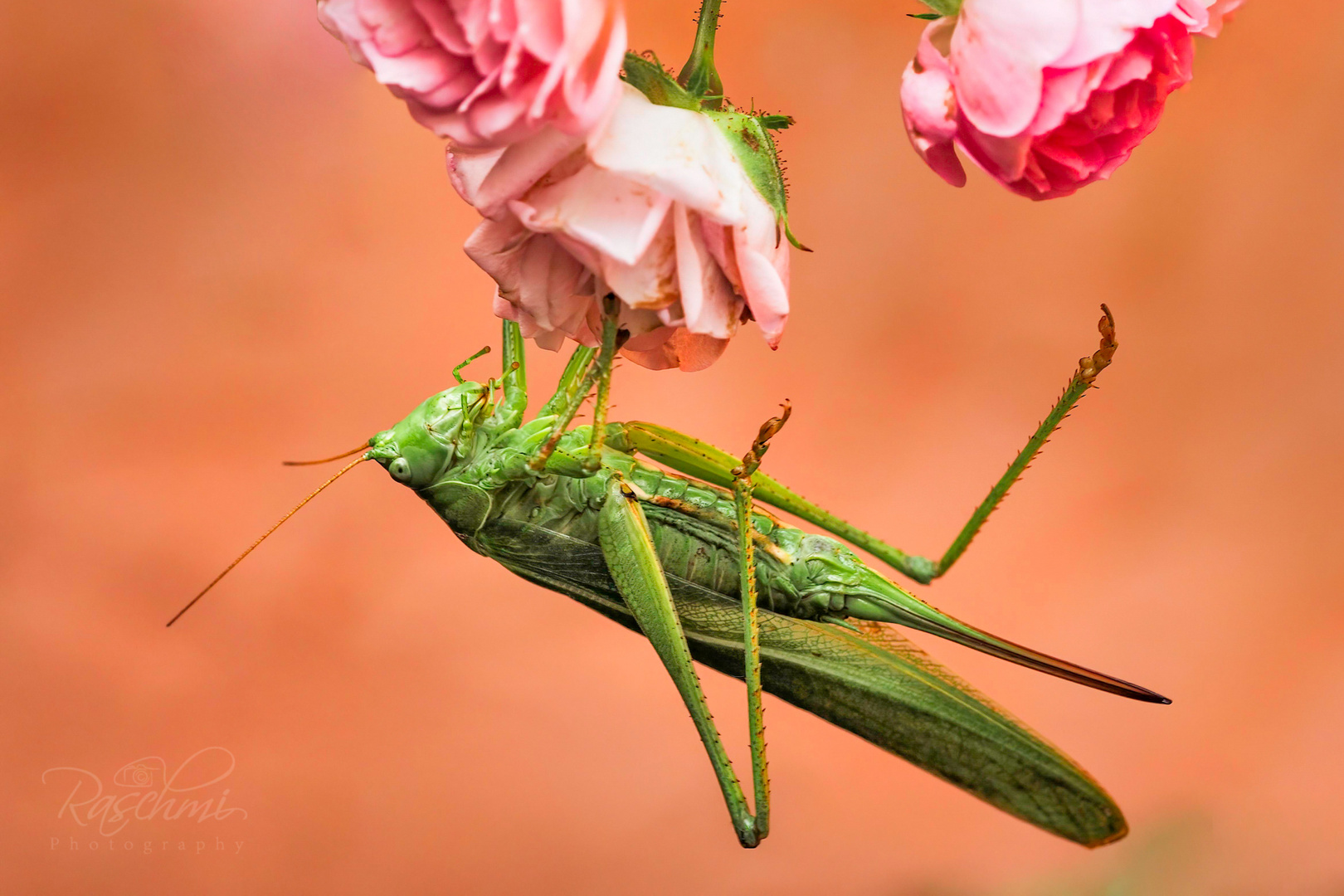 JETZT ABER GUT FESTHALTEN Foto & Bild | natur, insekt, insekten Bilder ...