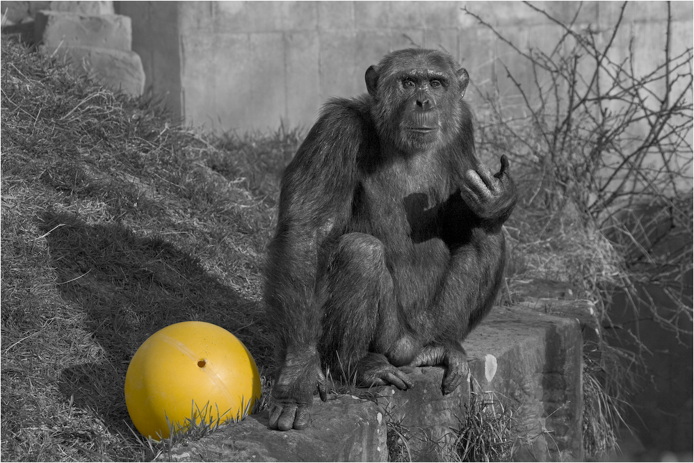 JETZT ABER HALLLOOOO! Foto & Bild | tiere, zoo, wildpark & falknerei ...