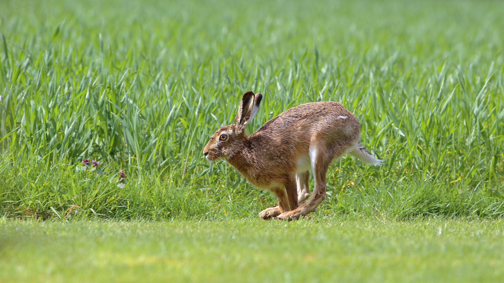 Jetzt aber schnell... Foto & Bild | natur, tiere, wildlife Bilder auf ...