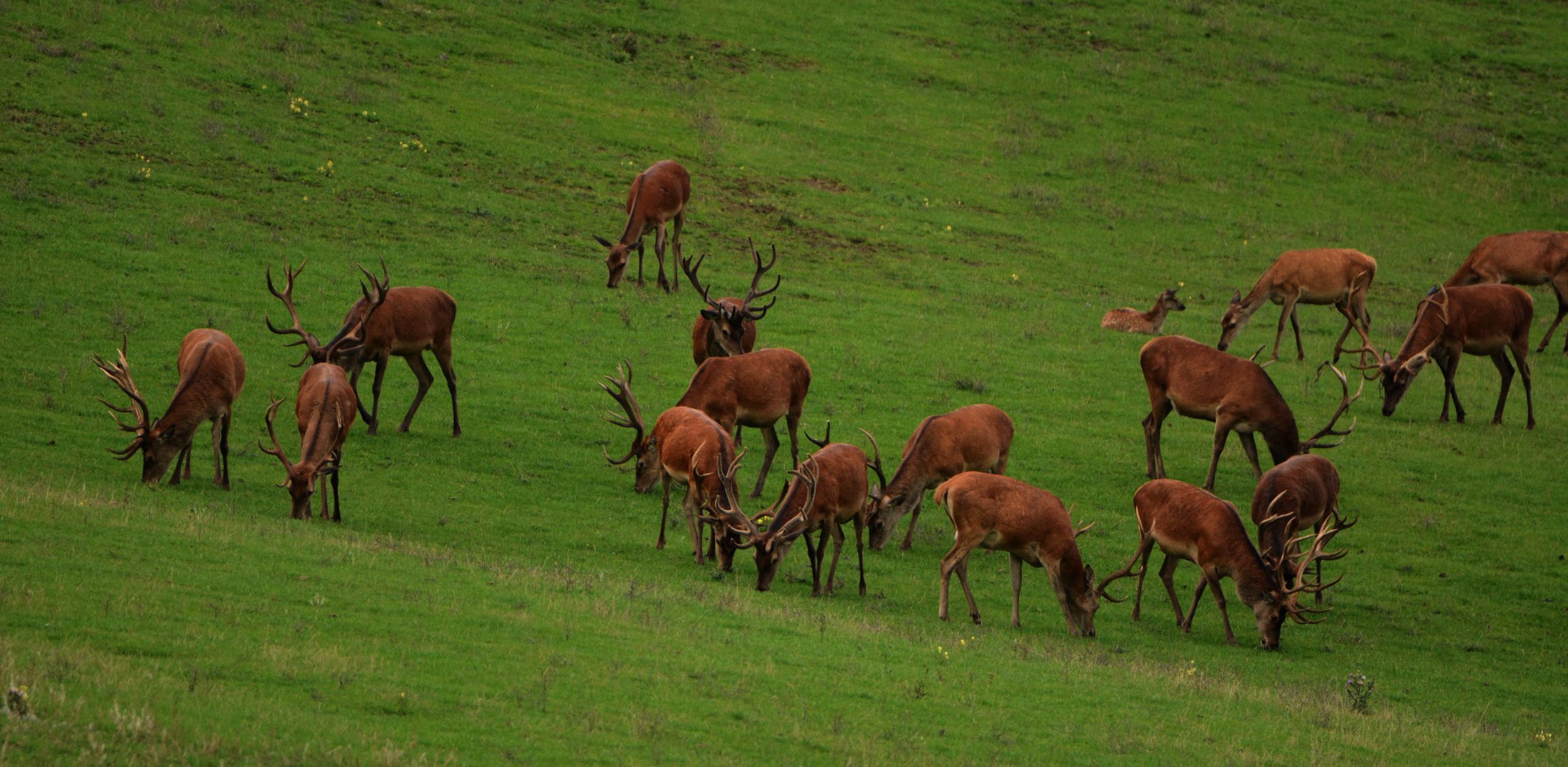 Jetzt beginnt die Feistzeit für die Hirsche Foto & Bild | natur, tiere ...