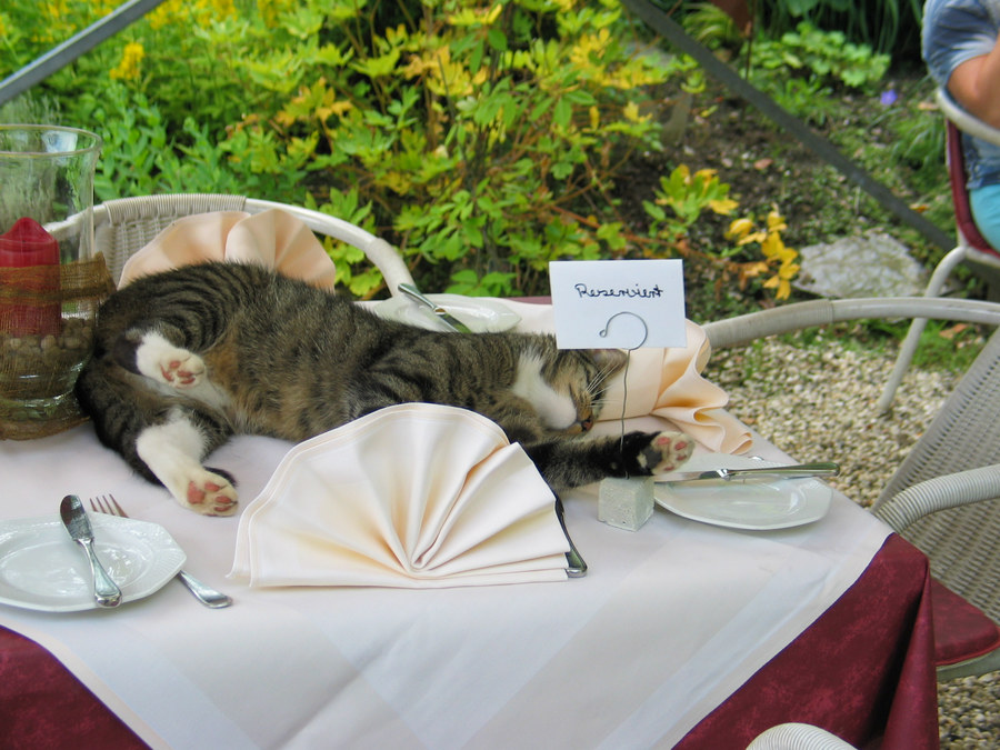 Jetzt bitte die Speisekarte Foto & Bild | tiere, haustiere, katzen ...