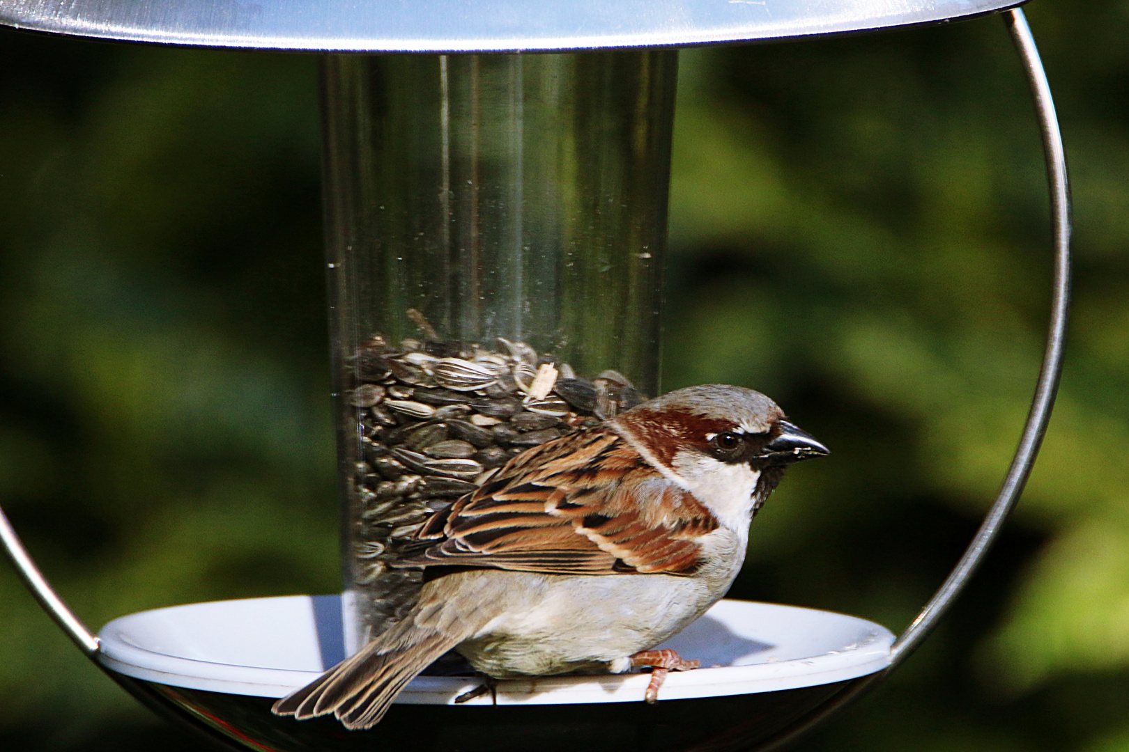jetzt hat auch der erste Spatz den Futterplatz entdeckt Foto & Bild ...