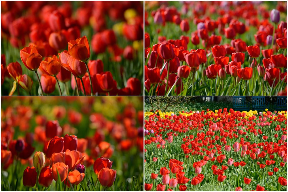 Jetzt ist die Zeit der Tulpen schon vorbei ! Foto & Bild | fotos, art, rot Bilder auf fotocommunity