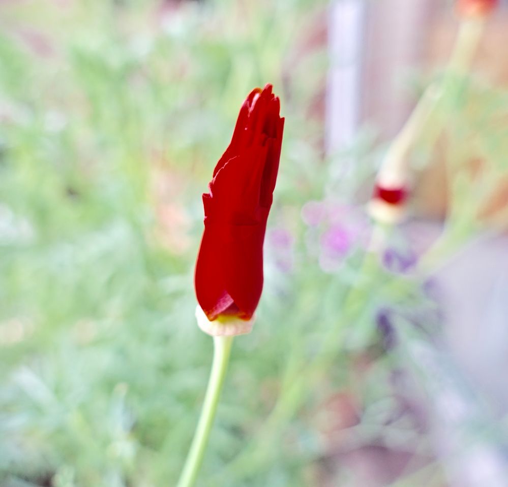 JETZT ist sie ab - die Kappe Foto & Bild | natur, mohn, pflanzen Bilder ...