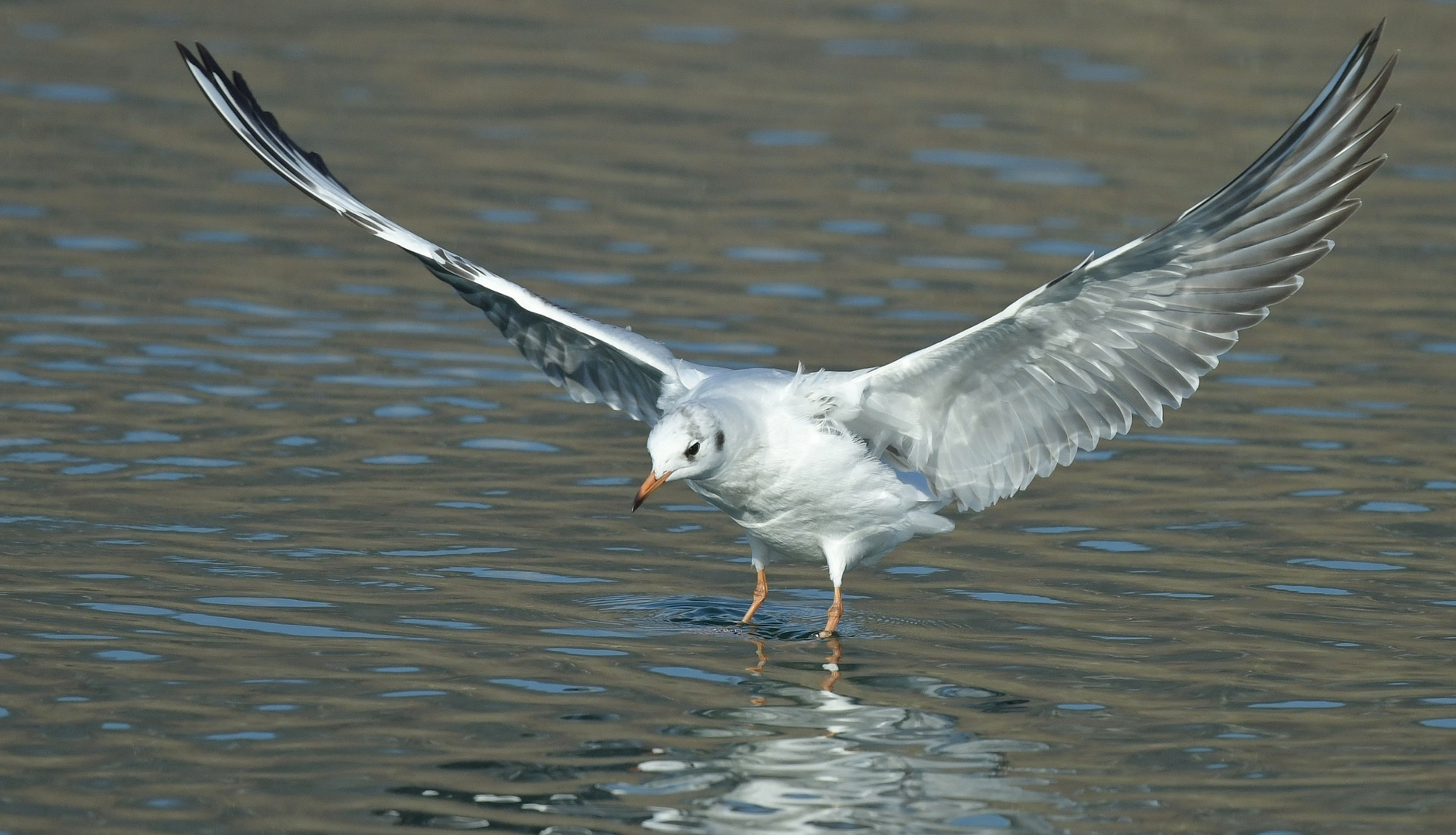 Jetzt kann ich sogar übers Wasser gehen. Foto & Bild | tiere, wildlife ...
