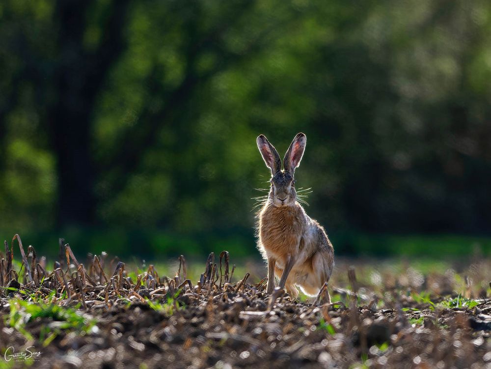 Jetzt muss ich mich aber beeilen.... Foto & Bild | tiere, wildlife ...