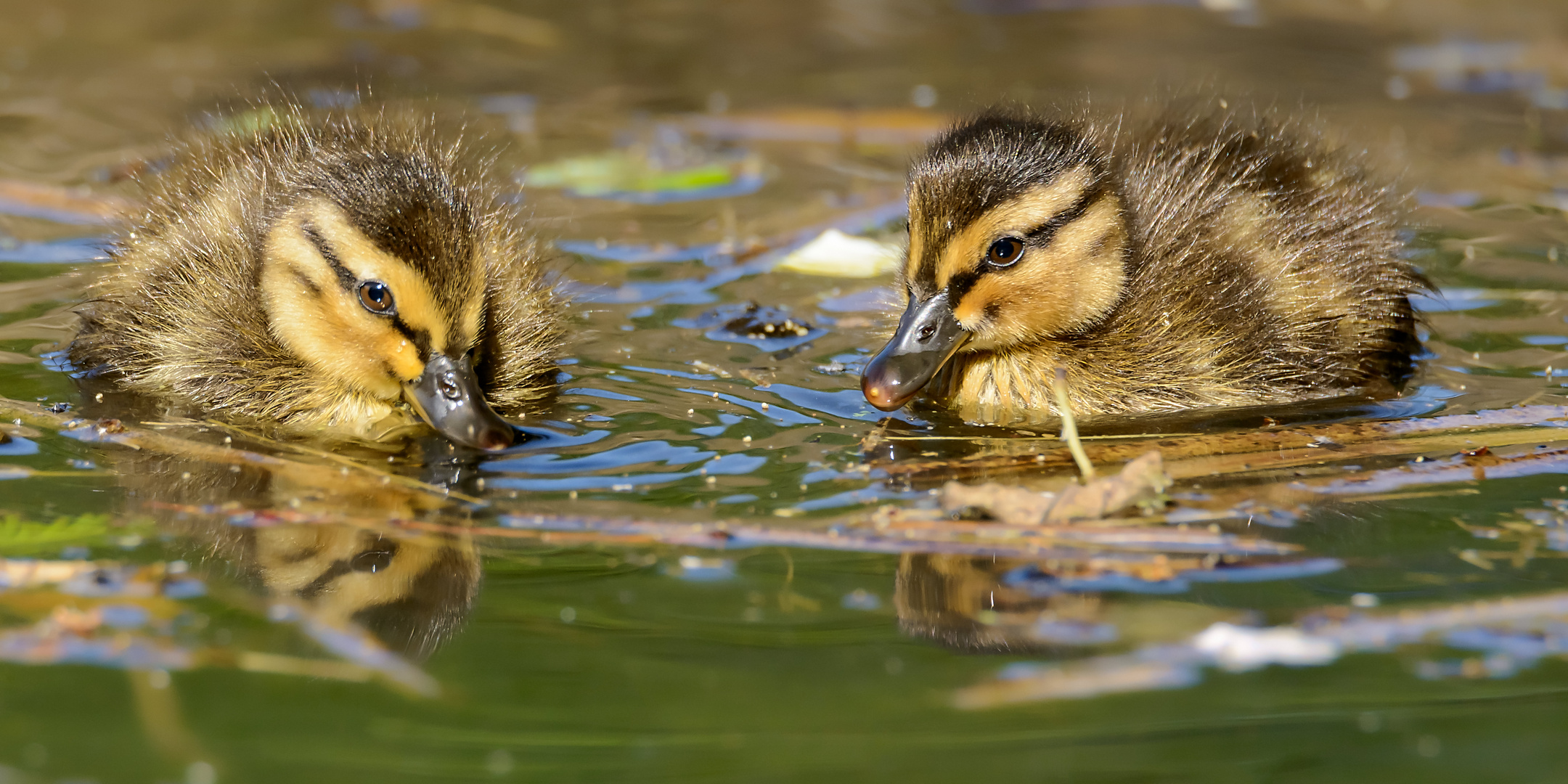 "Jetzt sind wir zu Viert!" Foto & Bild | tiere, wildlife, wild lebende ...